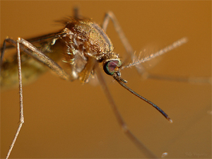 Flora y fauna de Malpica de Tajo, el mosquito