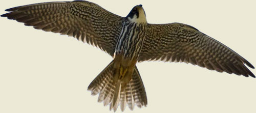 Flora y fauna de Malpica de Tajo, el alcotán