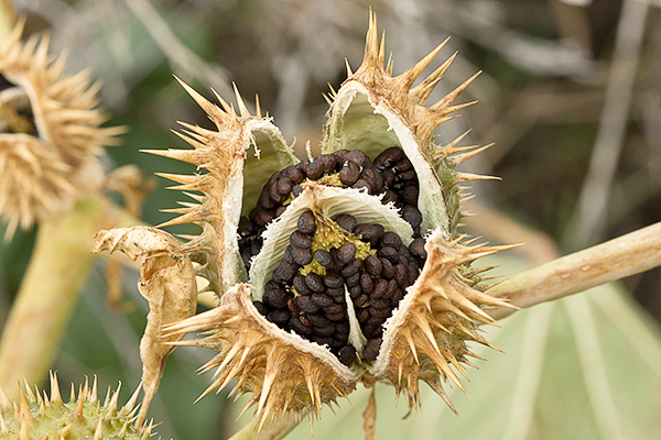Flora y fauna de Malpica de Tajo, Estramonio (Datura stramonium)