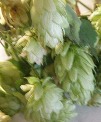 Flora de Malpica de Tajo, El lúpulo (Humulus lupulus)